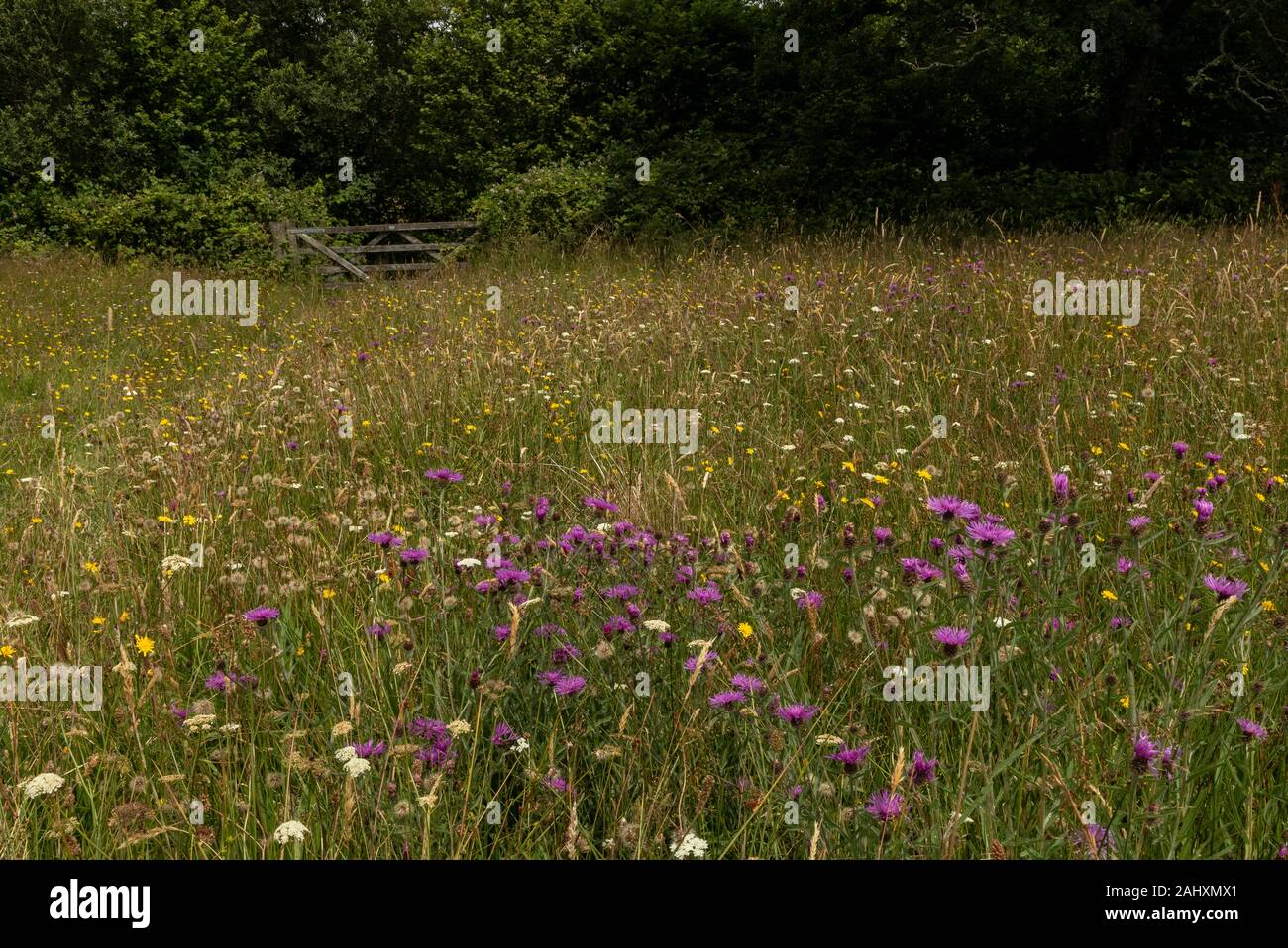 Dorset wildflower meadows hi-res stock photography and images - Alamy