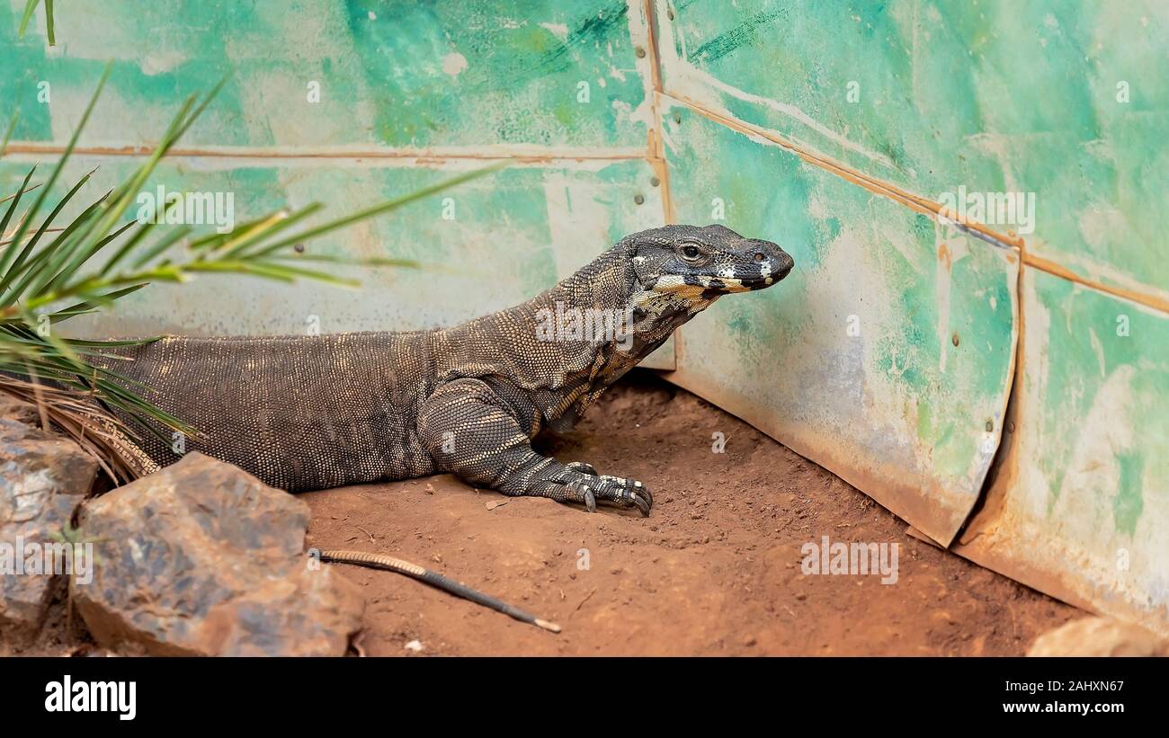 Goulds goanna skin pattern hi-res stock photography and images - Alamy