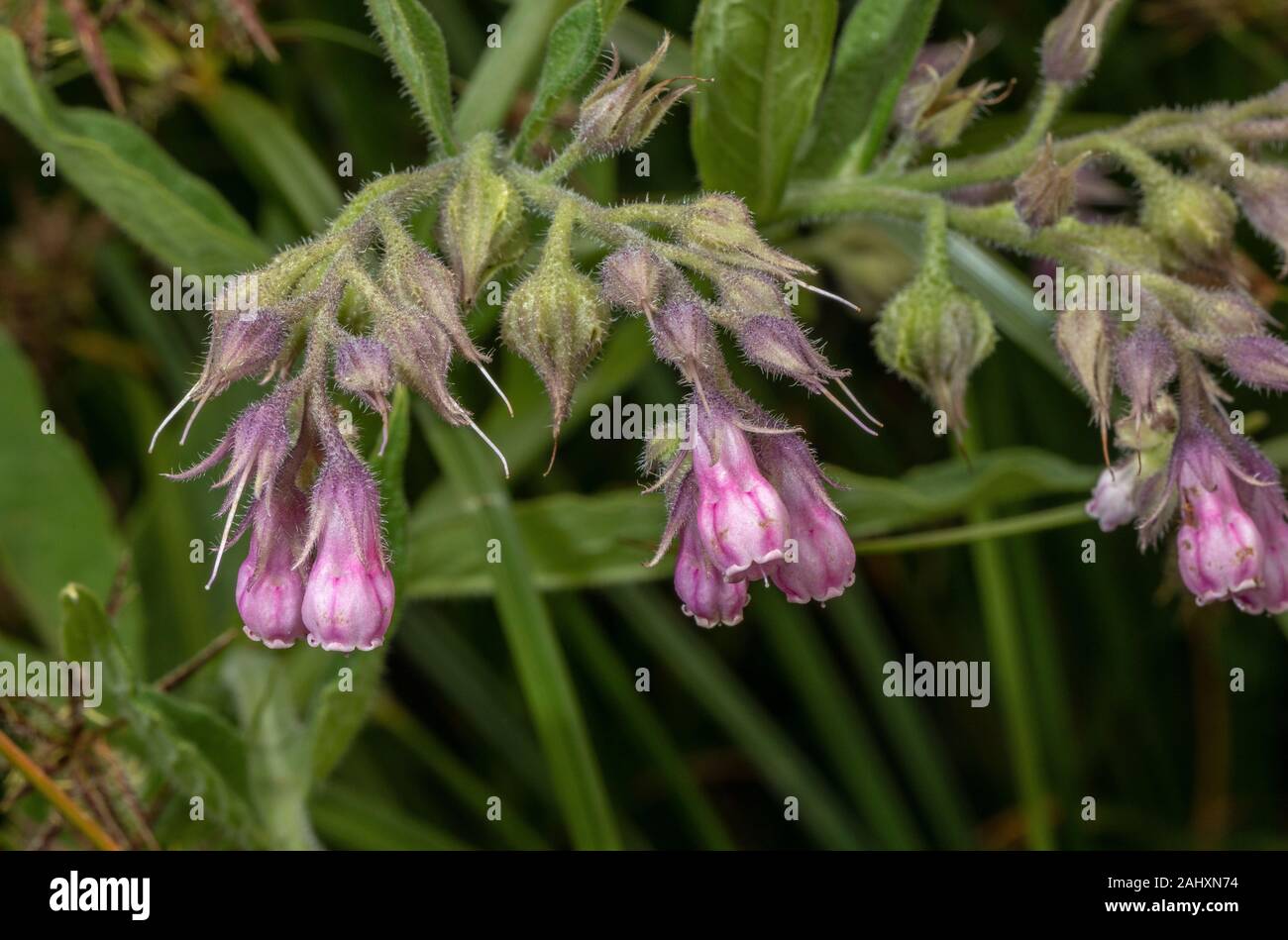 Symphytum peregrinum hi-res stock photography and images - Alamy