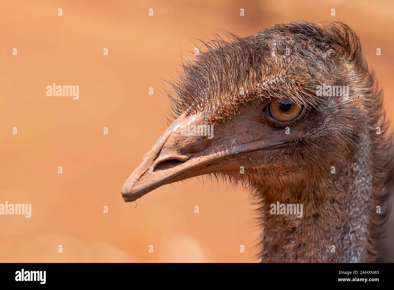 Close up of the head of an emu with a muddy bill, with a staring eye ...