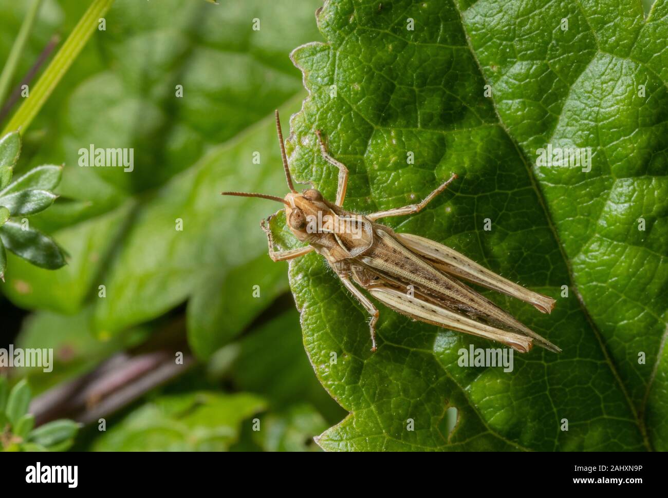 Field grasshopper common field grasshopper hi-res stock photography and ...