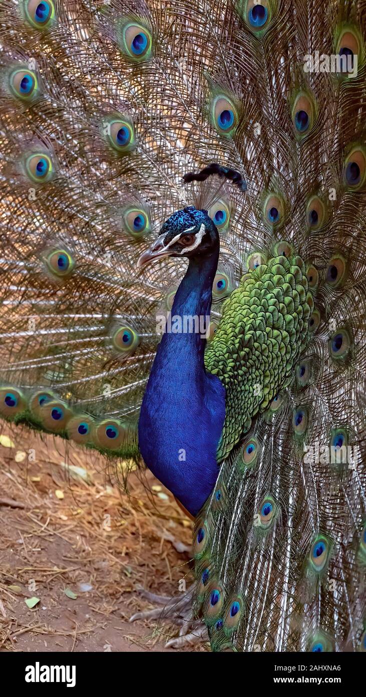 Closeup of a peacock with its beautiful iridescent plumage Stock Photo ...