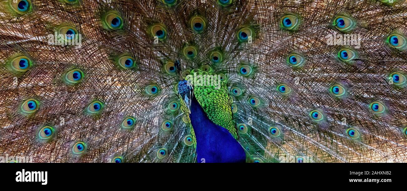Free range peacock hi-res stock photography and images - Alamy