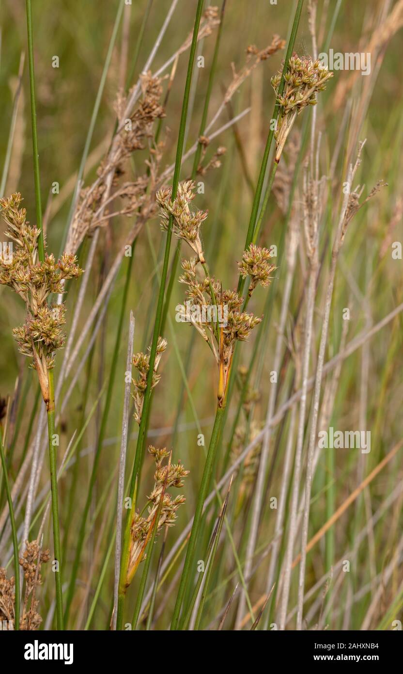 Poole dorset flowers hi-res stock photography and images - Alamy