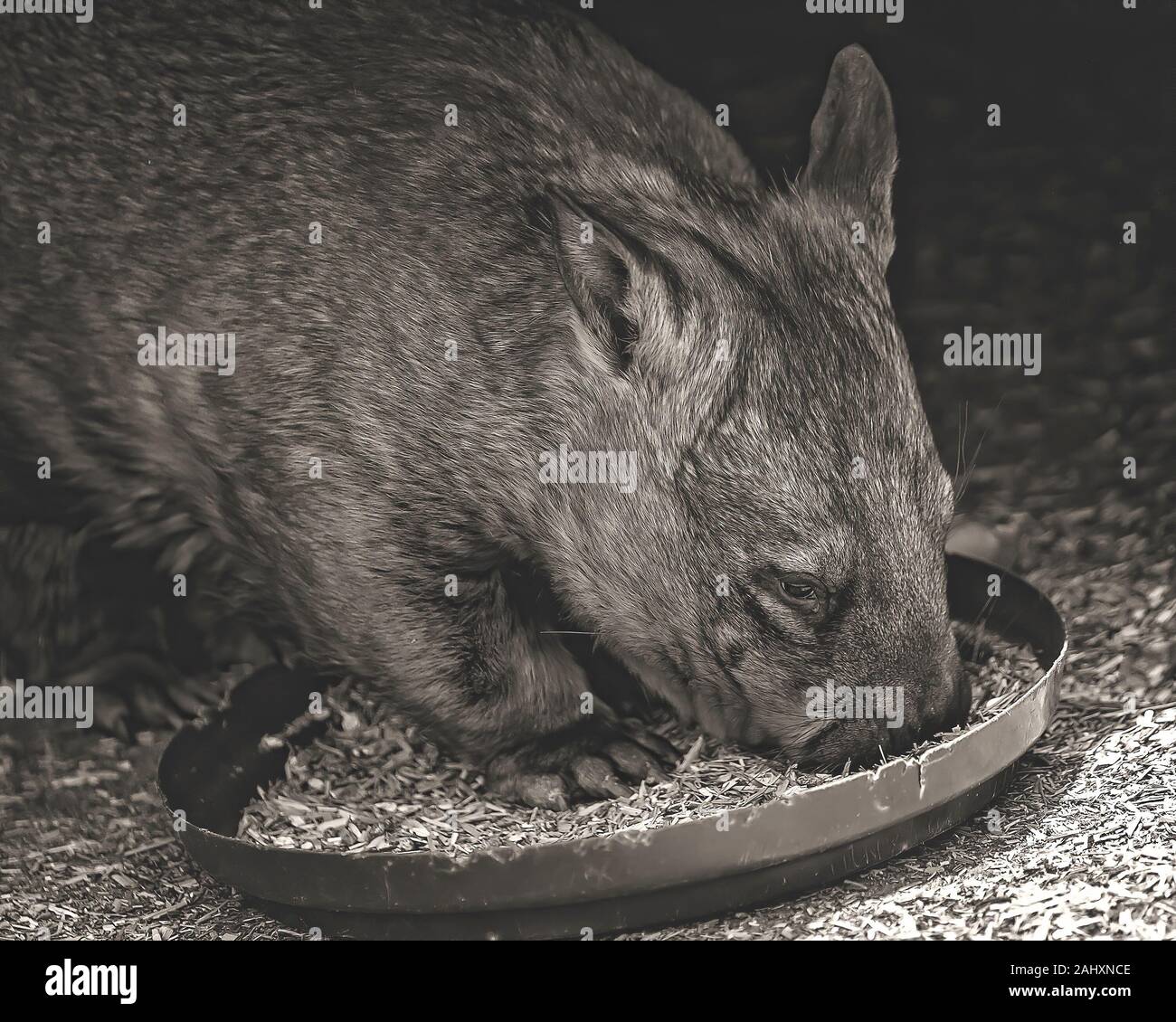 Close up of an Australian wombat eating, image rendered in monotone to ...