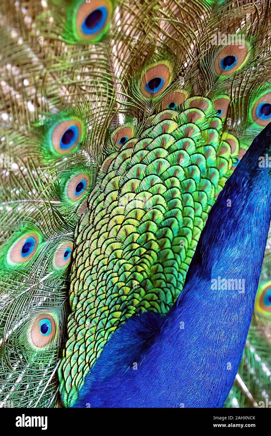 Closeup of a peacock with its beautiful iridescent plumage Stock Photo ...