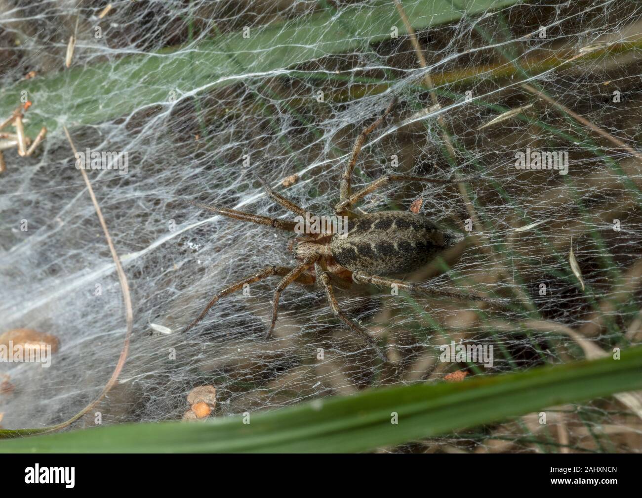 Female Labyrinth Spider, Agelena labyrinthica, sitting on her funnel ...