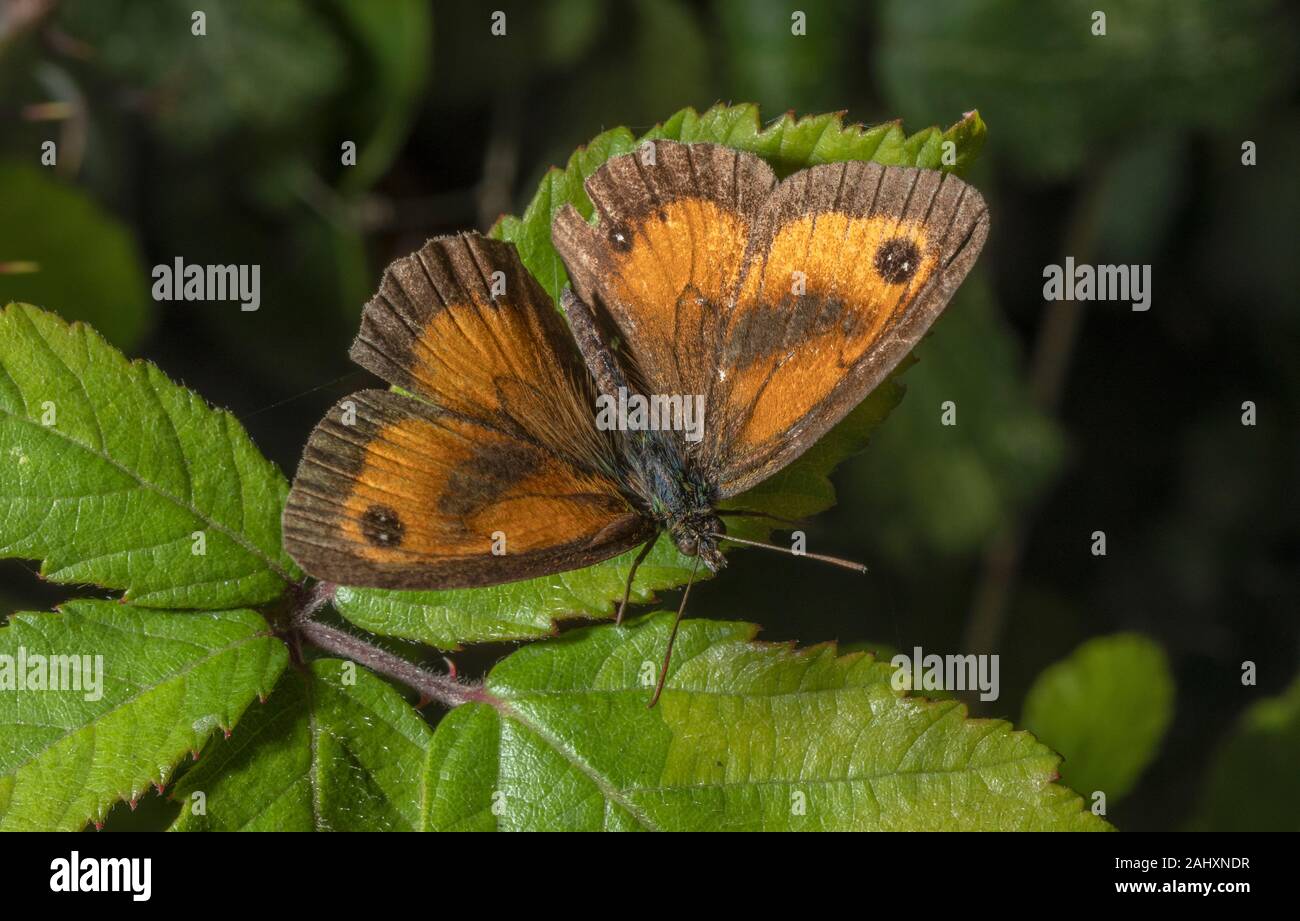 Male gatekeeper butterfly hi-res stock photography and images - Alamy