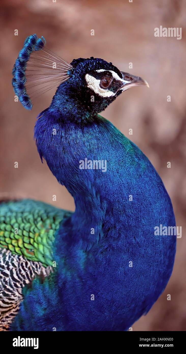 Closeup of a peacock with its beautiful iridescent plumage Stock Photo ...