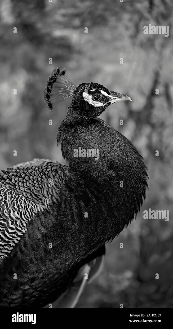 Peacock range hi-res stock photography and images - Alamy