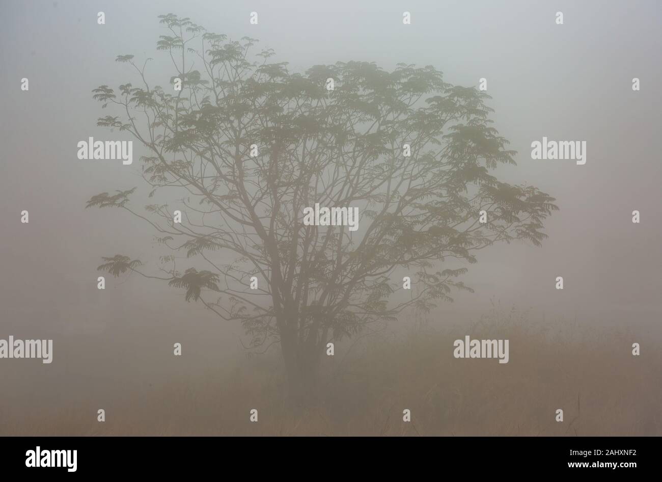 Tree ranches hi-res stock photography and images - Alamy