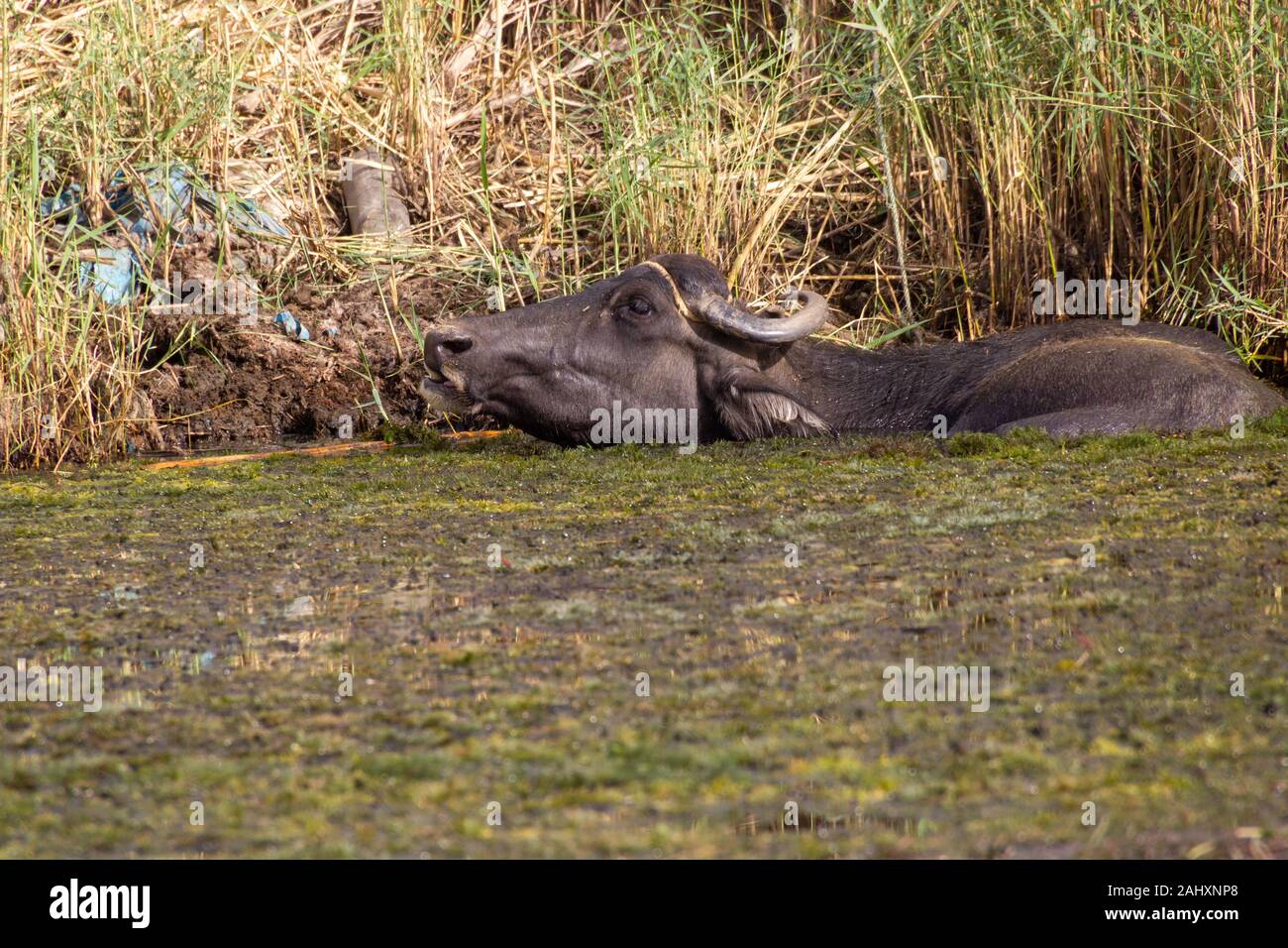 Water buffalo in the river seeking cooling and food in Egypt Stock ...