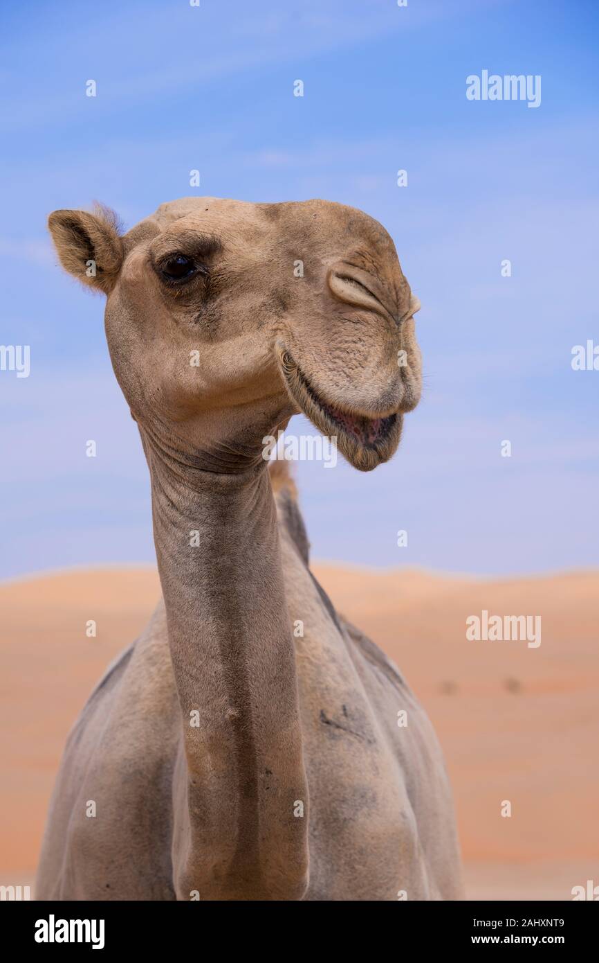 Life on Desert Stock Photo - Alamy