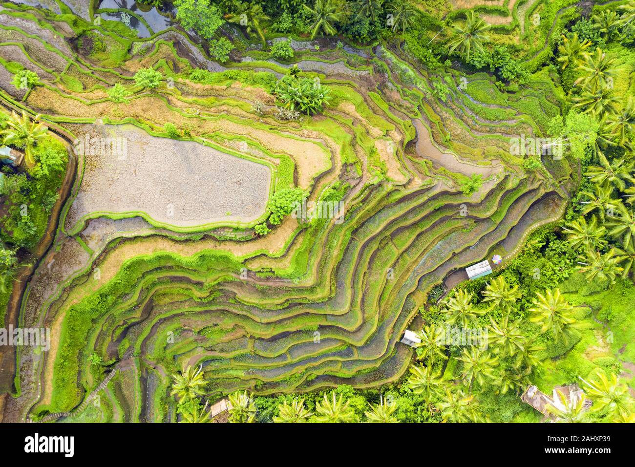 View from above, stunning aerial view of the Tegalalang rice terrace ...