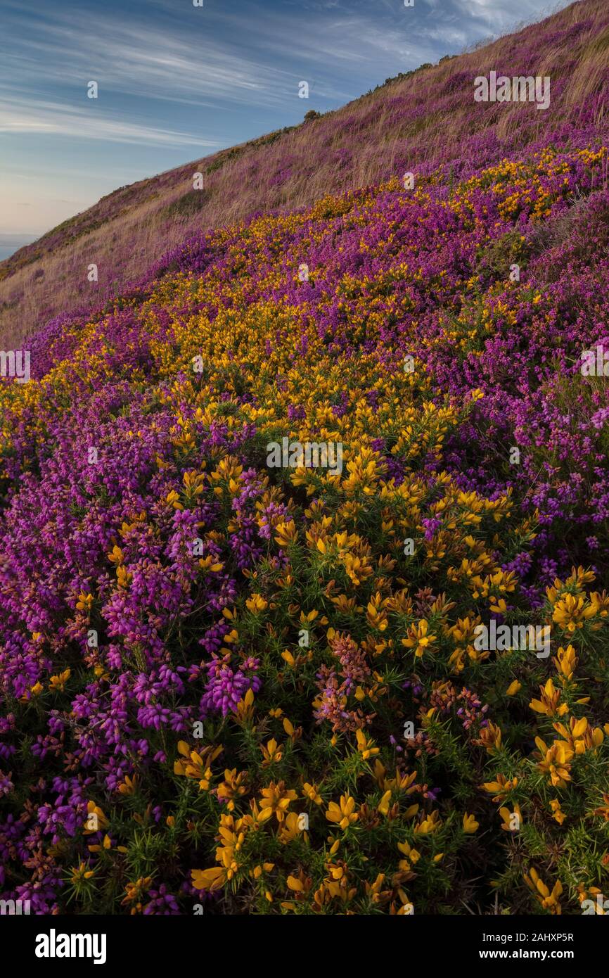 Heather and Dwarf Gorse moorland in flower on the north coast of Exmoor ...