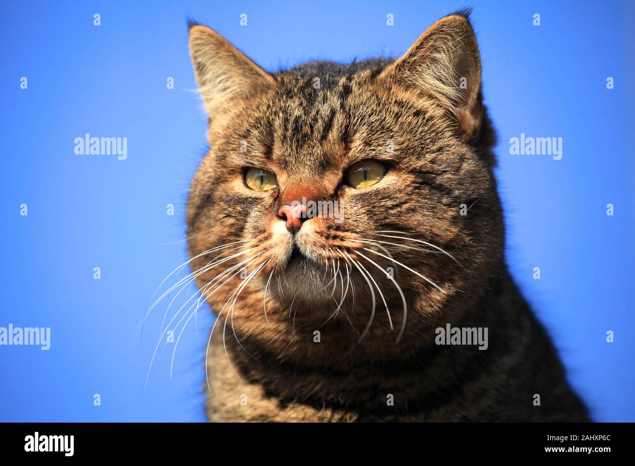 Fat cheeks hi-res stock photography and images - Alamy