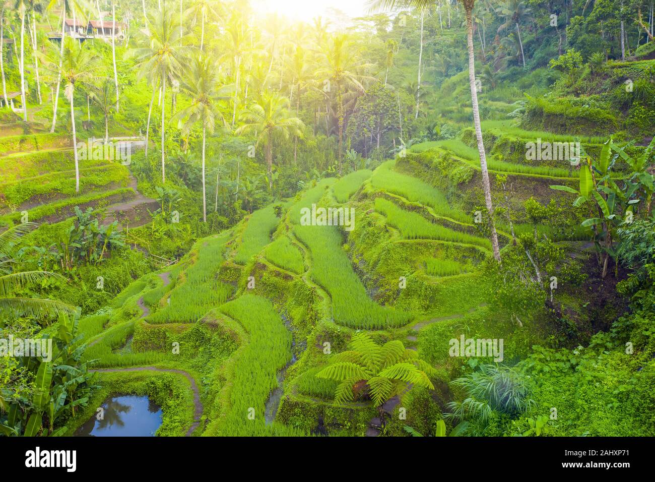 View from above, stunning aerial view of the Tegalalang rice terrace ...