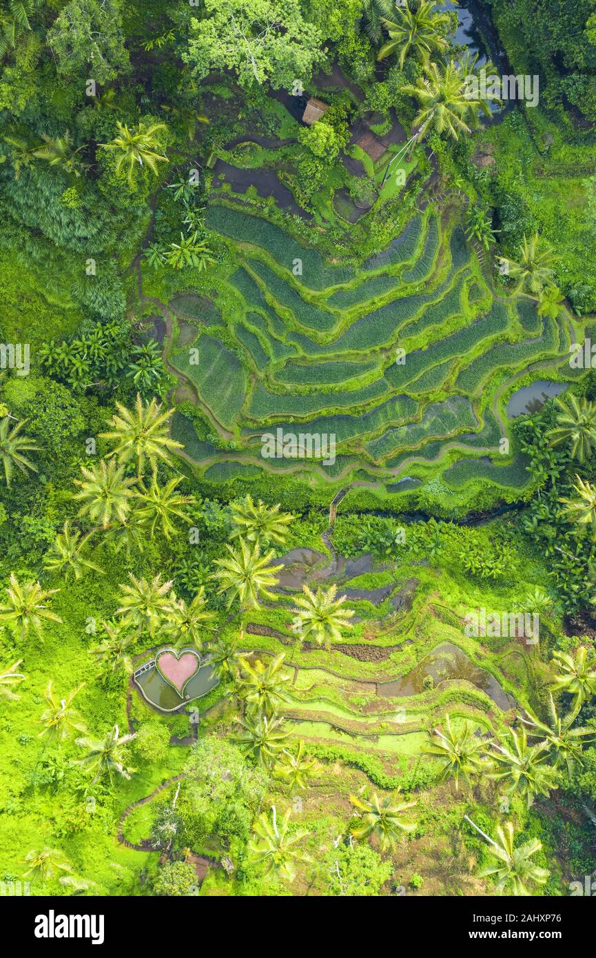 Stunning aerial view of the Tegalalang rice terrace fields during ...