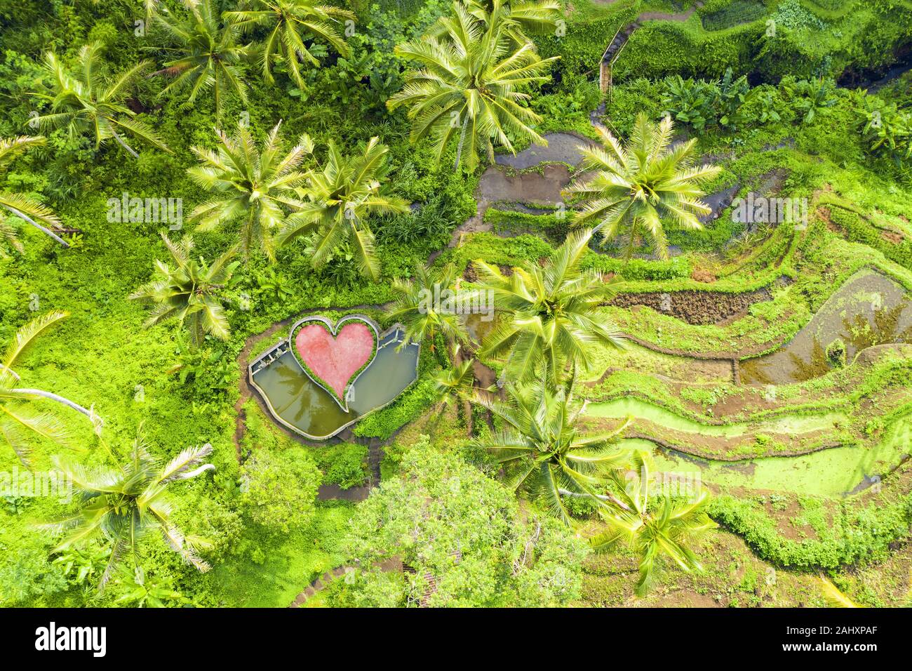 Stunning aerial view of the Tegalalang rice terrace fields during ...