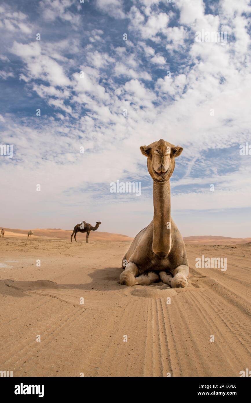 Life on Desert Stock Photo - Alamy