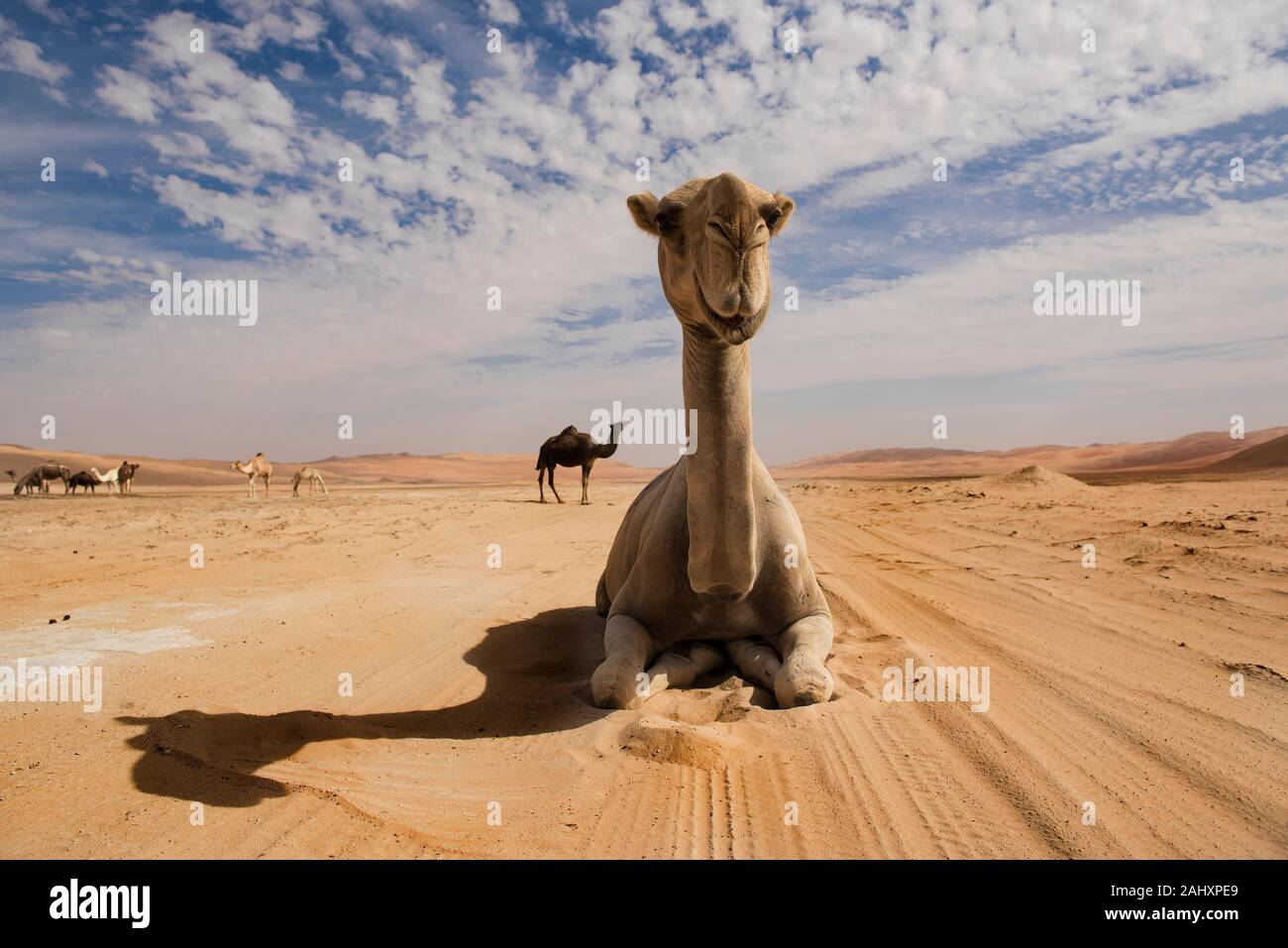 Life on Desert Stock Photo - Alamy