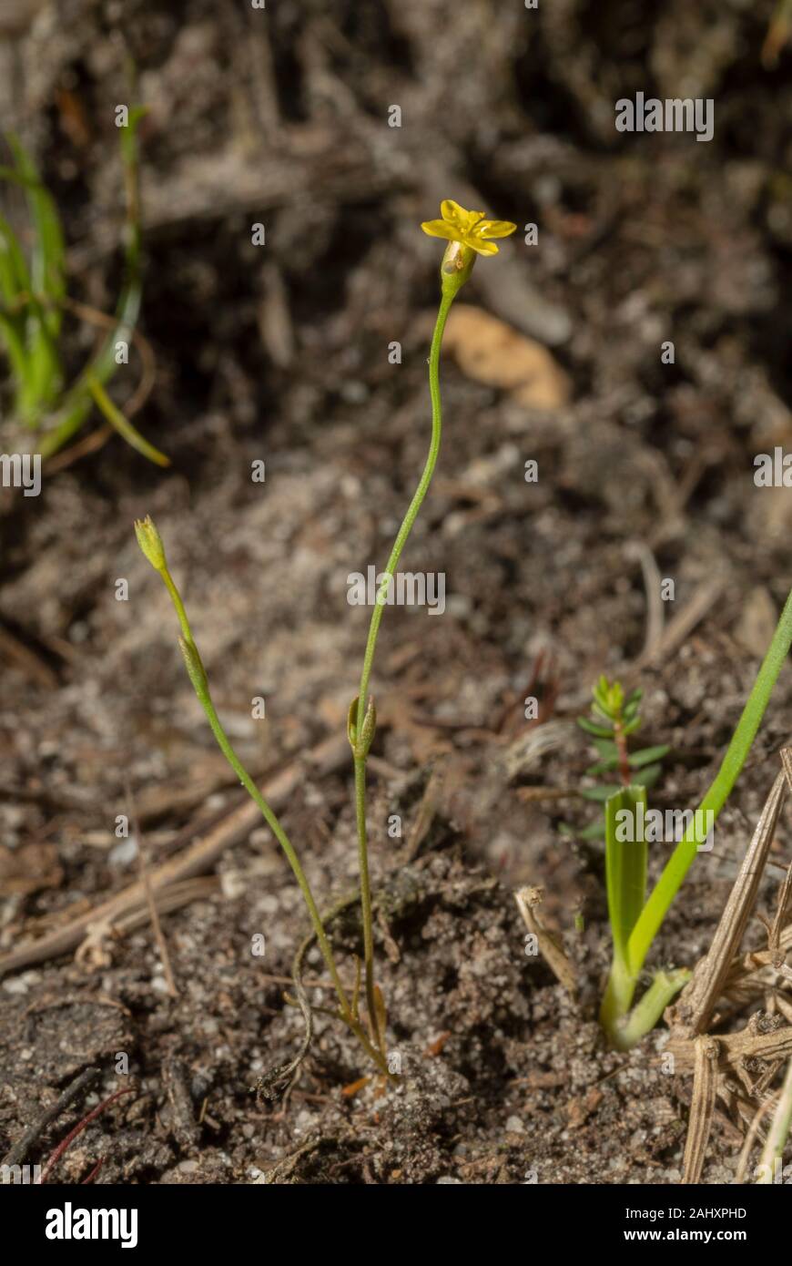 Yellow centaury, Cicendia filiformis, in flower on sandy track across ...