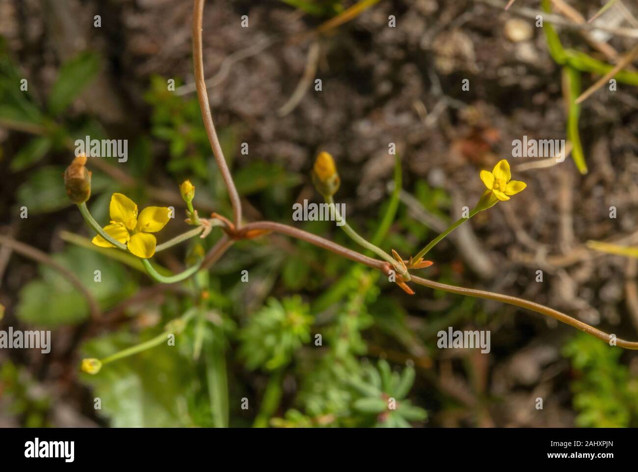 Yellow centaury, Cicendia filiformis, in flower on sandy track across ...