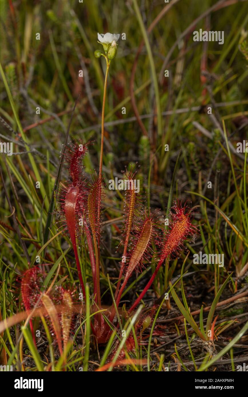 Great Sundew, Drosera anglica, in flower in wet bog, Purbeck, Dorset ...