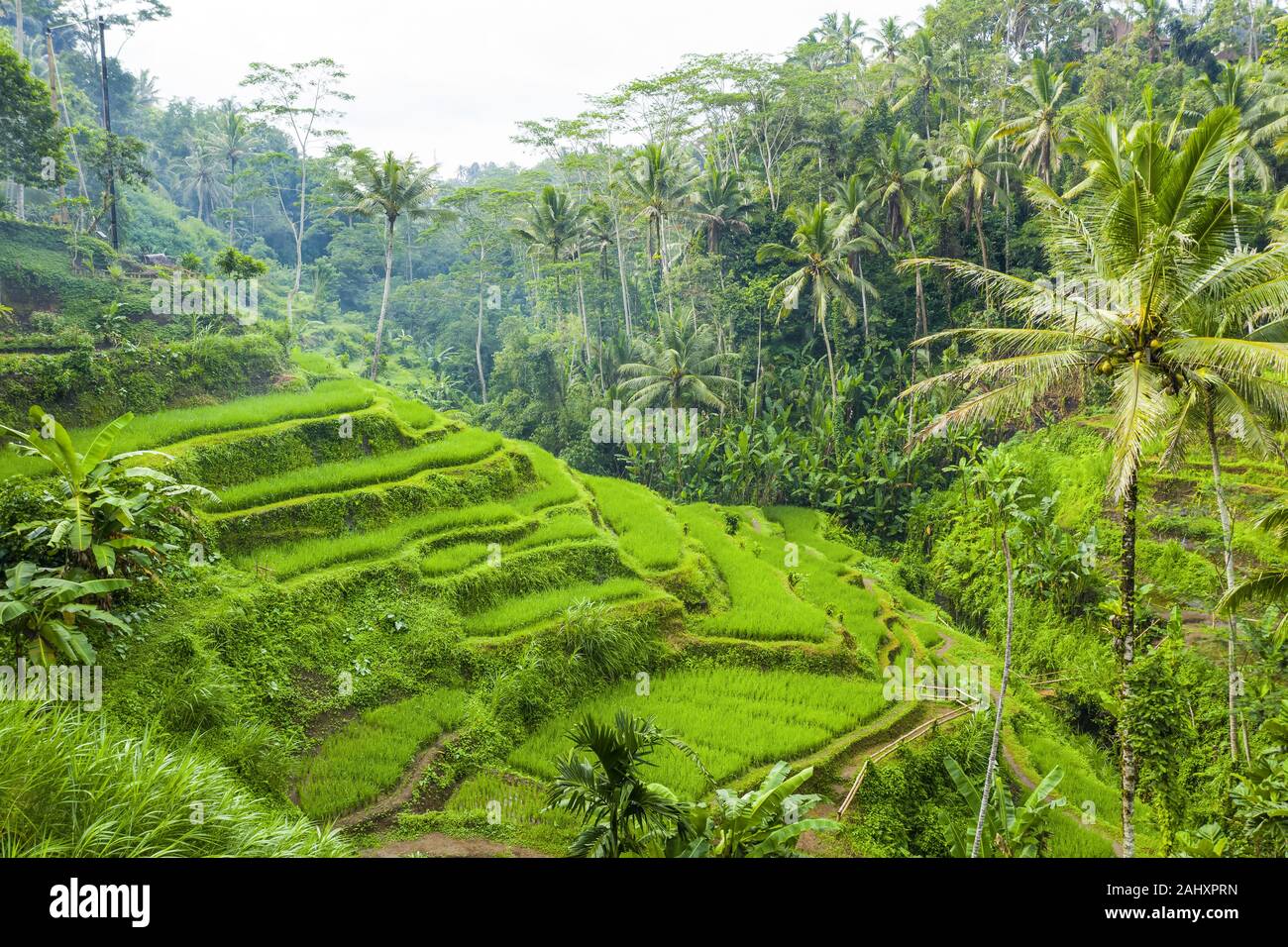 (Selective focus) Stunning view of the Tegalalang rice terrace fields ...