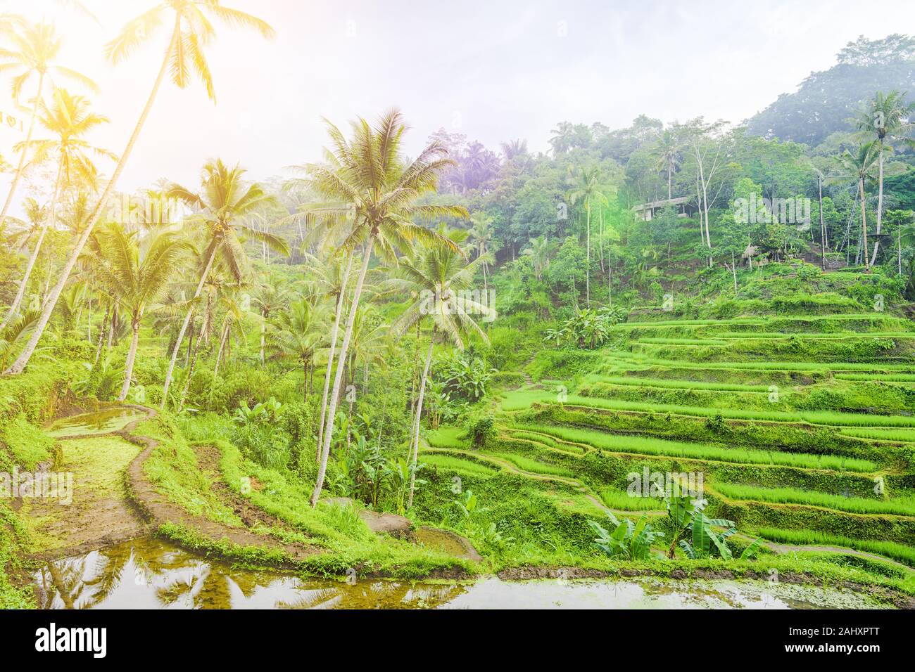 (Selective focus) Stunning view of the Tegalalang rice terrace fields ...