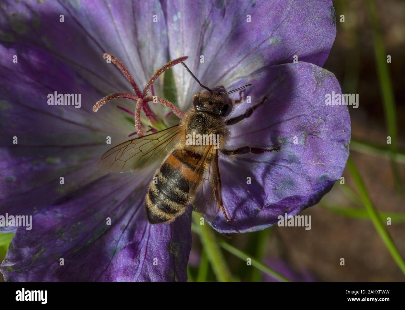 Honey Bee, Apis mellifera, on garden Geranium Stock Photo - Alamy