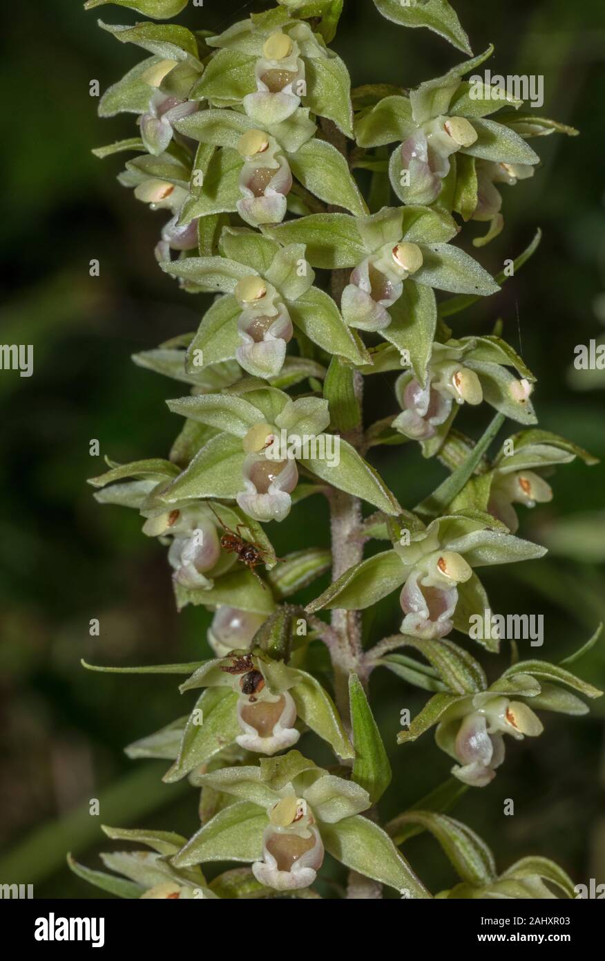 Violet helleborine, Epipactis purpurata, in flower in deciduous ...