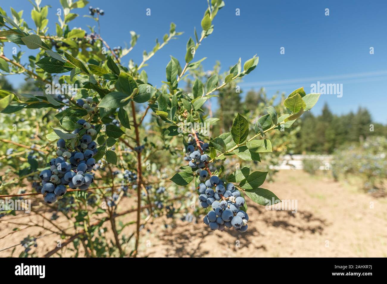 Fresh Organic Blueberries on the bush growing on a farm Stock Photo - Alamy