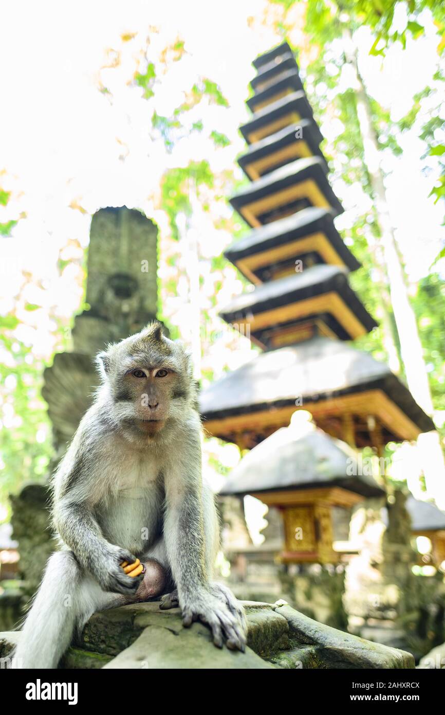 A long-tailed macaque is standing in front of a Balinese Hindu Temple ...