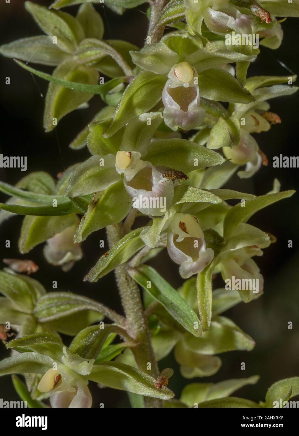 Violet helleborine, Epipactis purpurata, in flower with visiting flies ...
