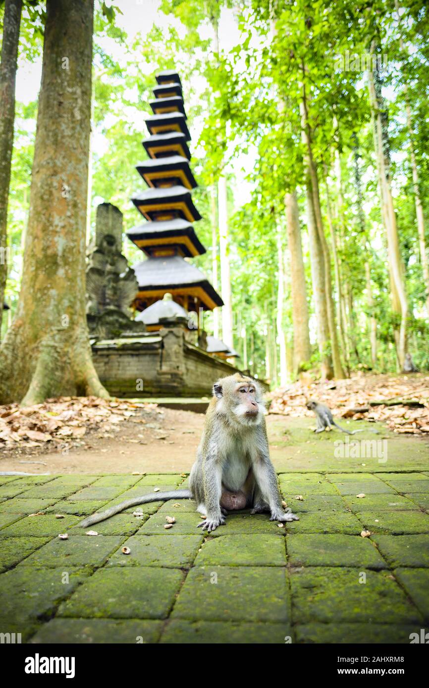 A long-tailed macaque is standing in front of a Balinese Hindu Temple ...