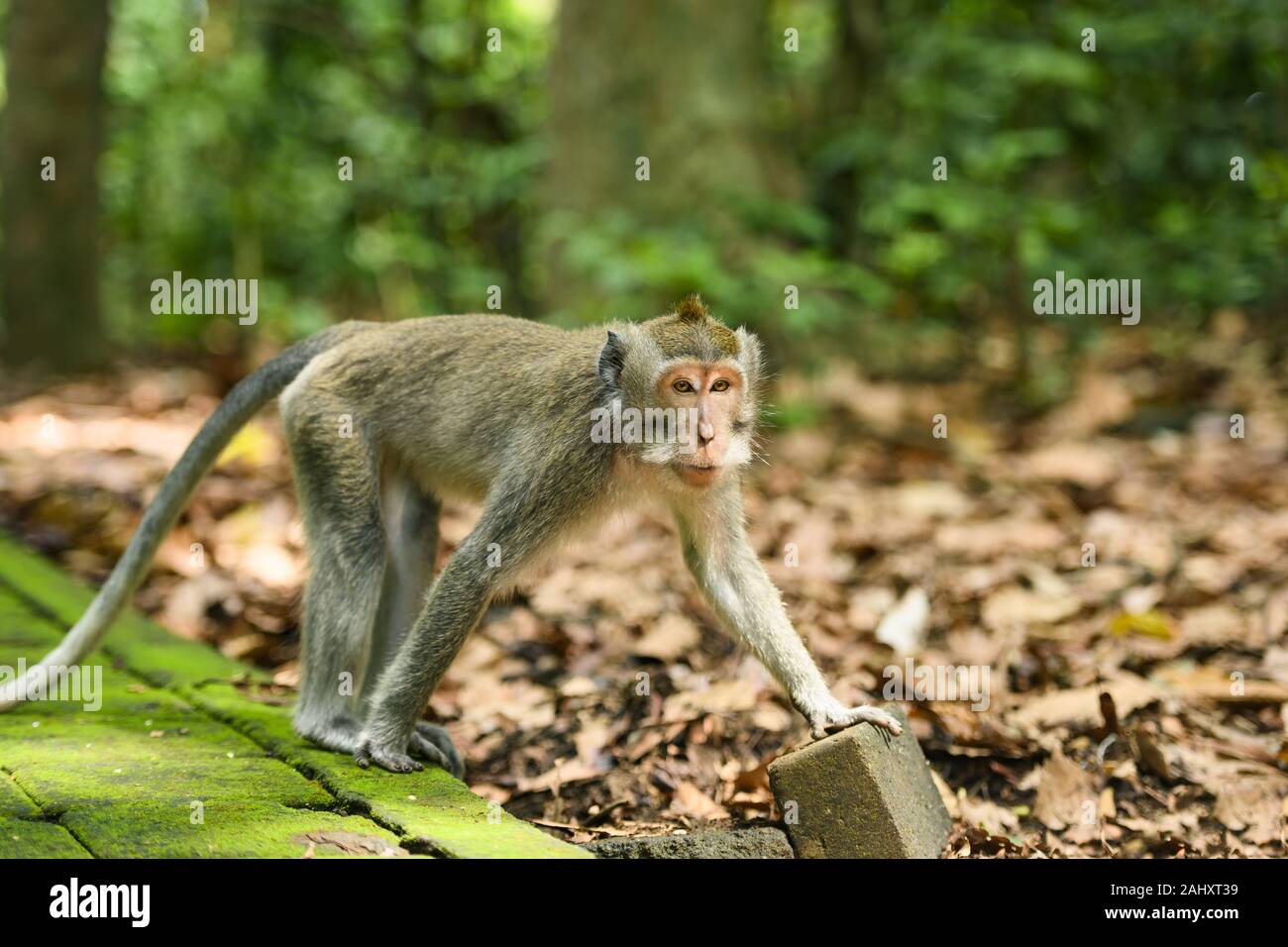 A long-tailed macaque is walking on a footpath in the Ubud Monkey ...