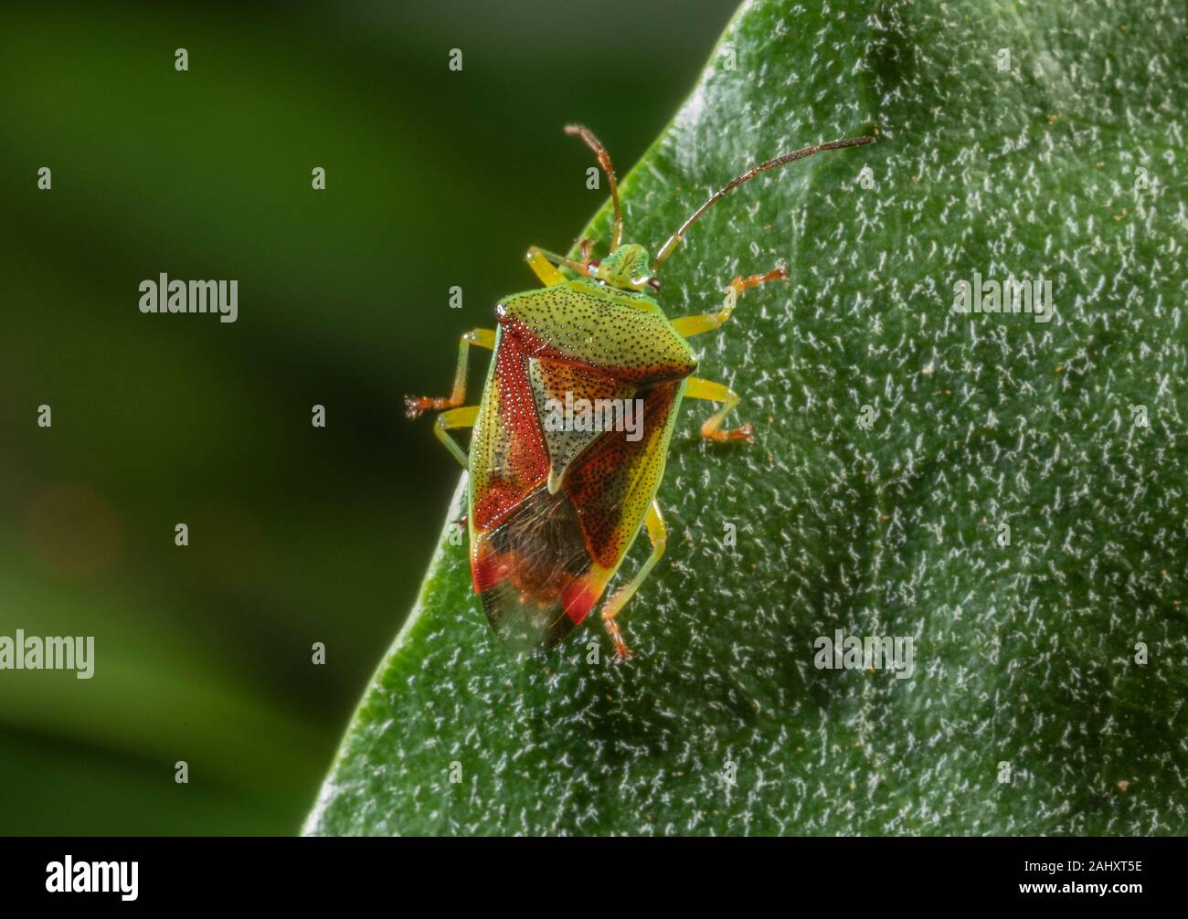 Hawthorn Shieldbug, Acanthosoma haemorrhoidale, on leaf. Hampshire ...