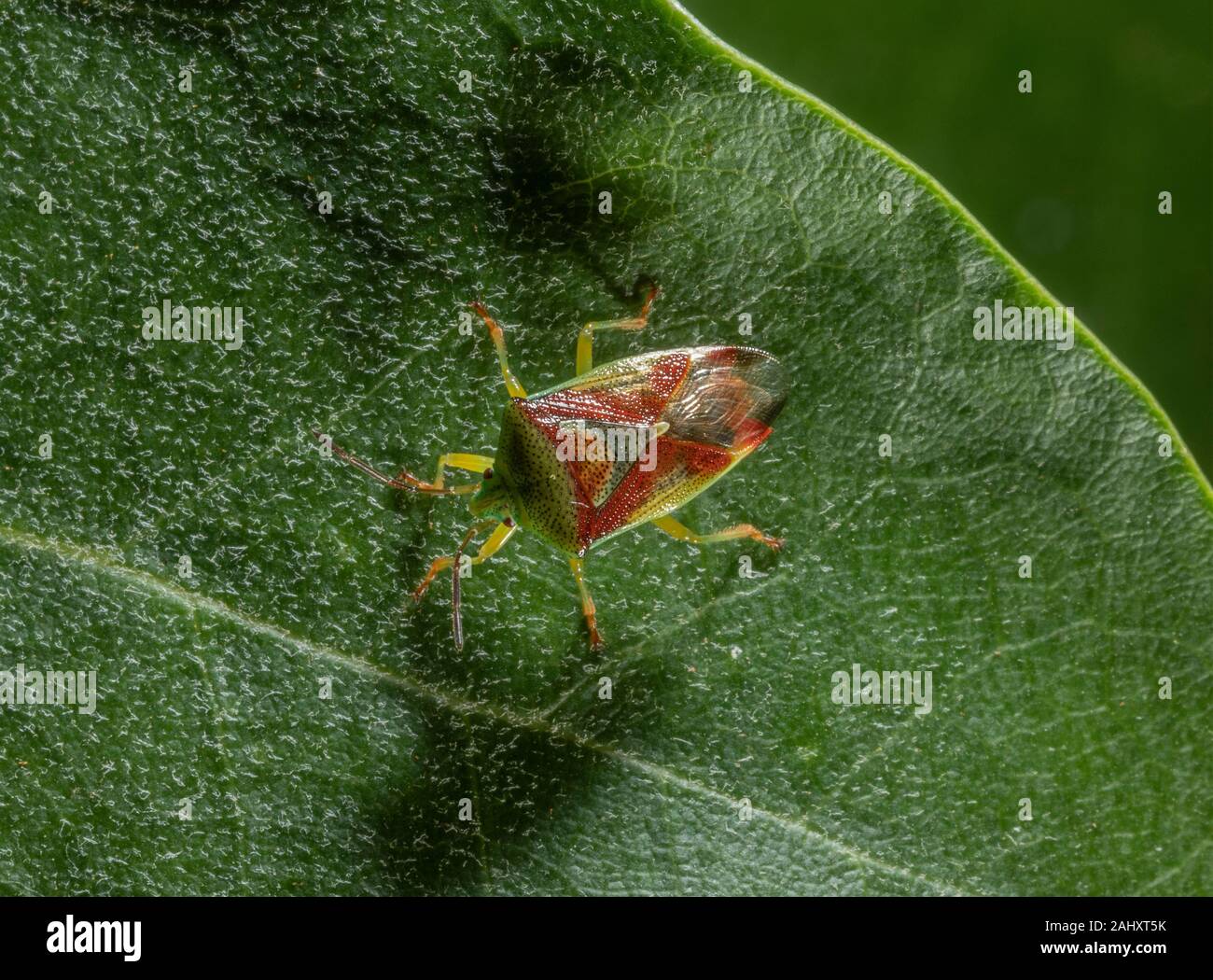 Shieldbugs hi-res stock photography and images - Alamy