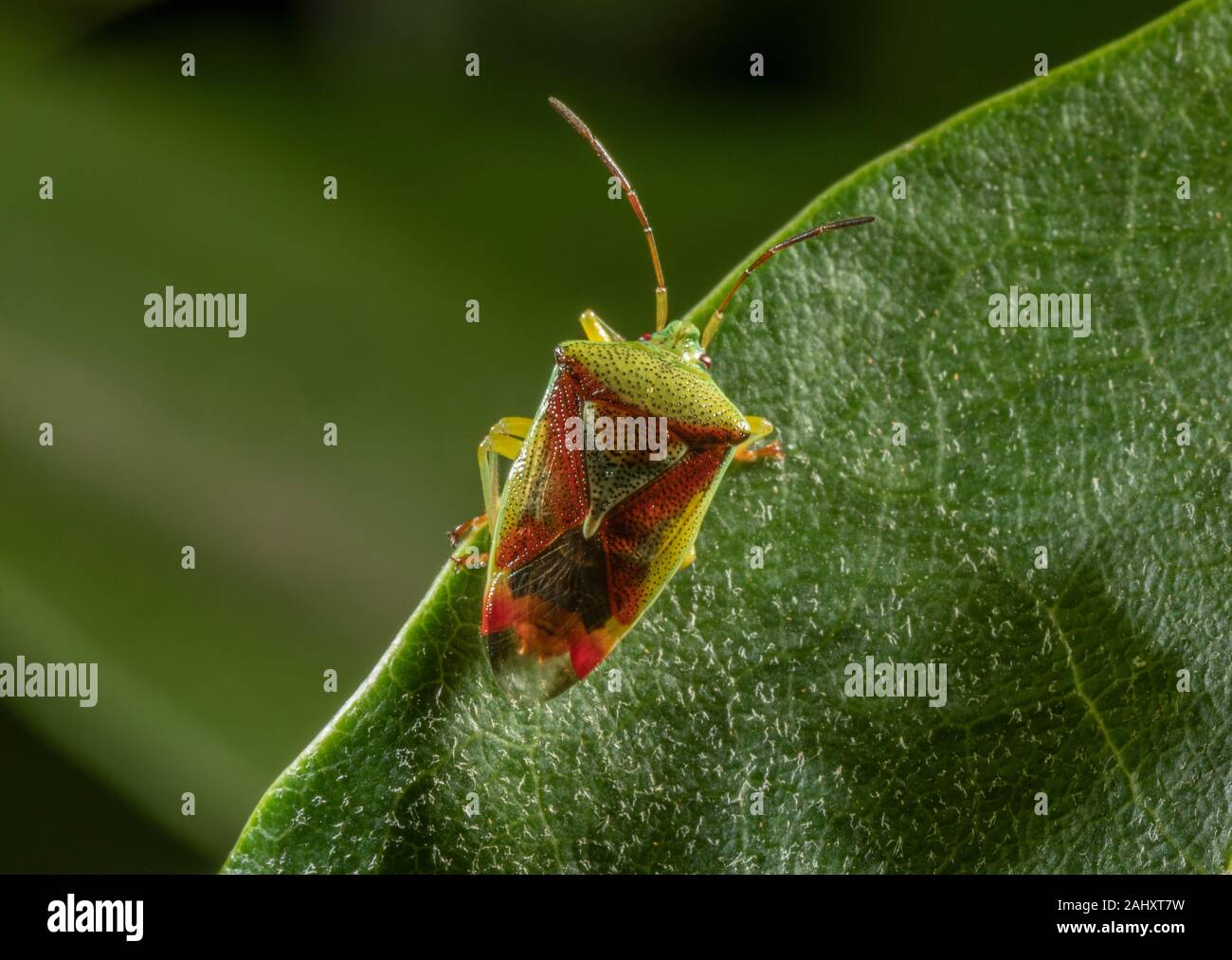 Shieldbugs hi-res stock photography and images - Alamy