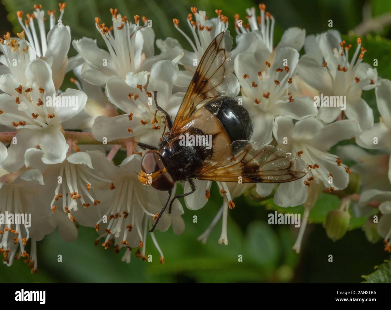 Pellucid fly, Volucella pellucens visiting the flowers of sweet pepper ...
