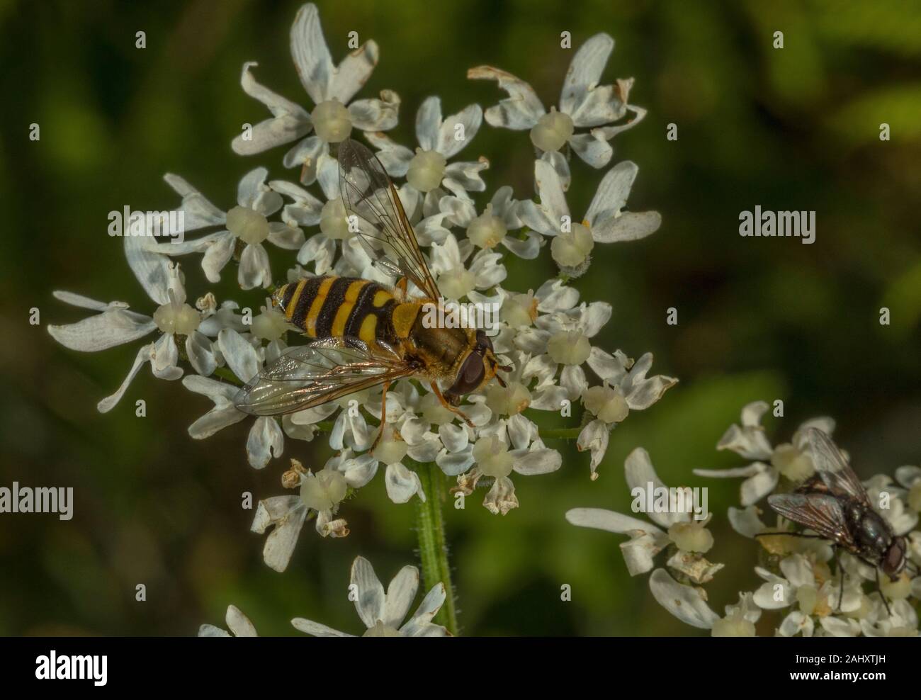 Humming syrphus hi-res stock photography and images - Alamy