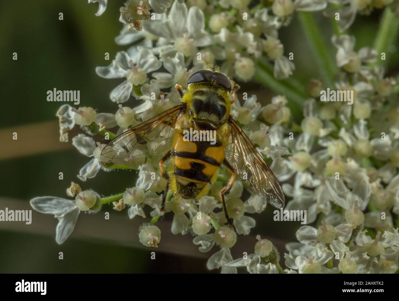 Batman Hoverfly, Myathropa florea, on Angelica flowers Stock Photo - Alamy