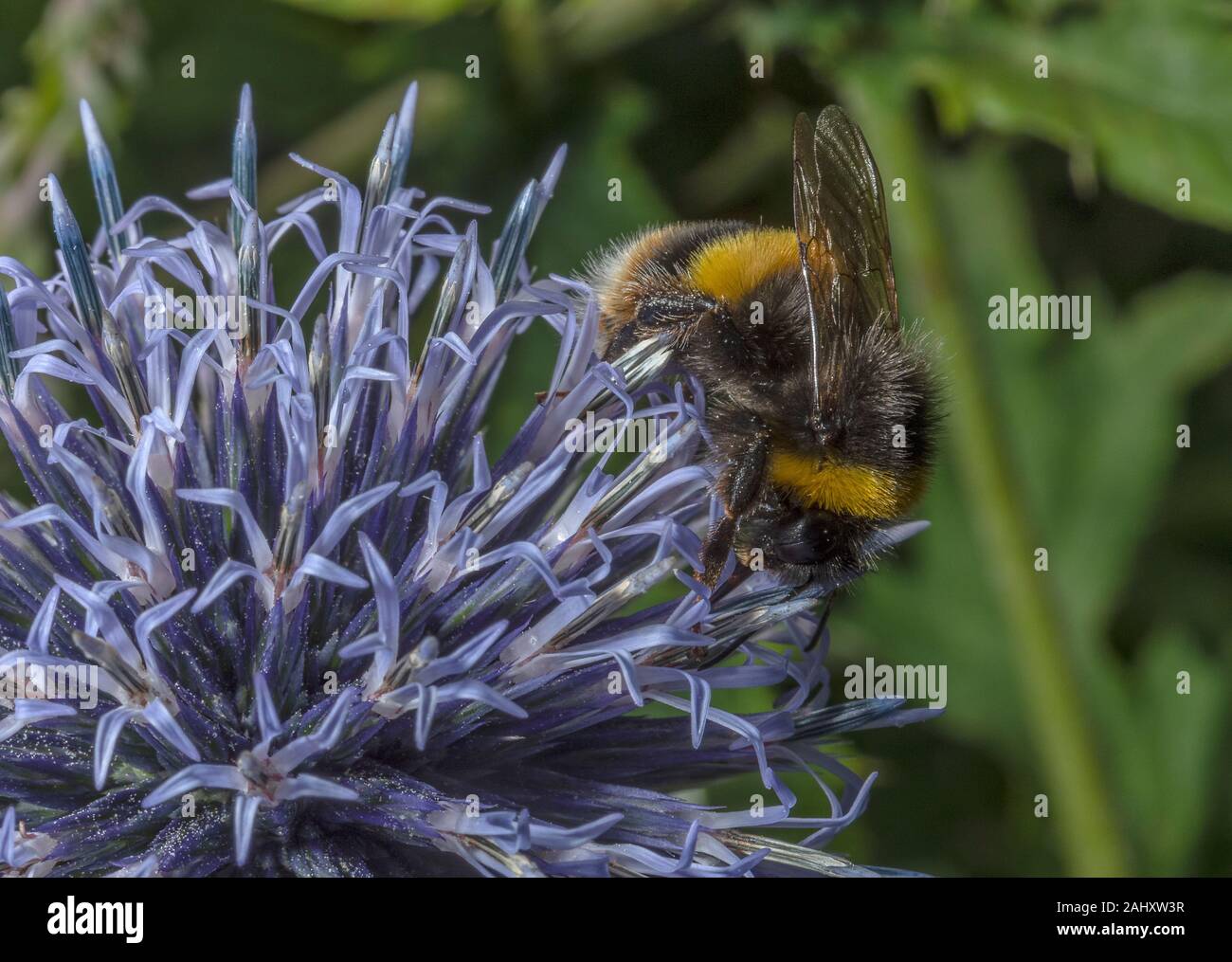 buff-tailed Bumble bee, Bombus terrestris visiting Globe Thistle ...