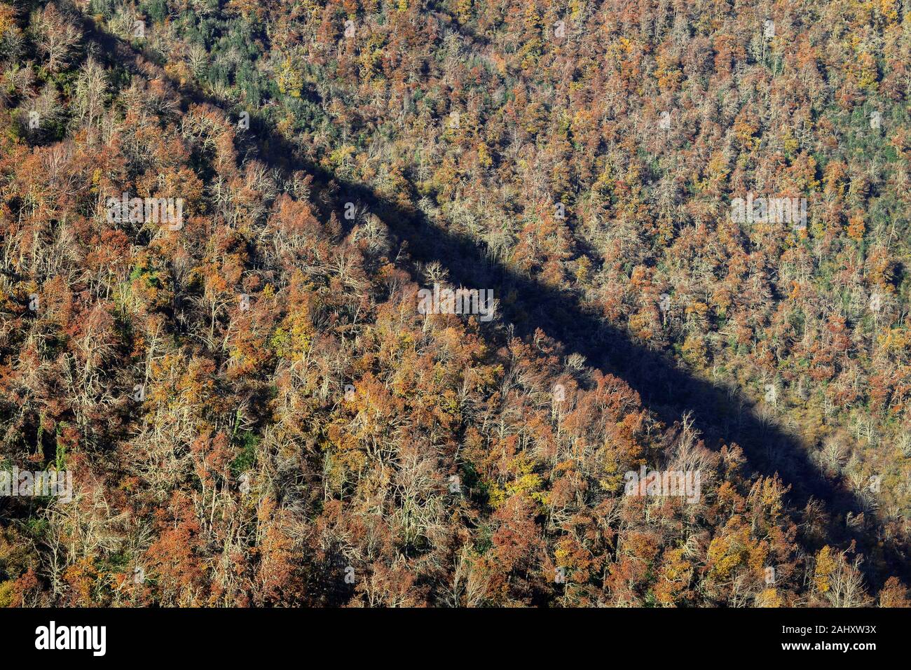 Diagonal slopes covered with deciduous forest, in Ancares Mountain ...
