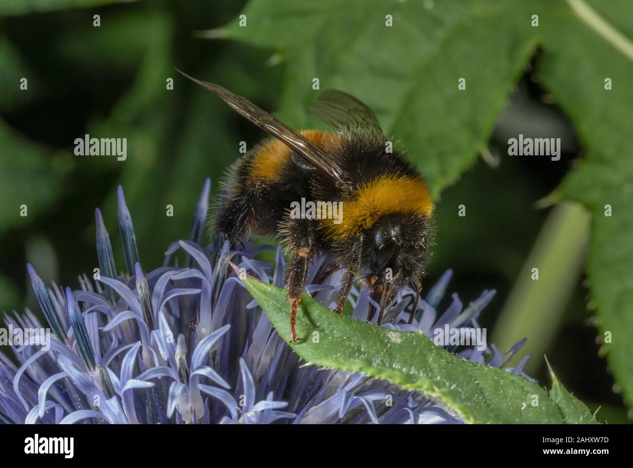 buff-tailed Bumble bee, Bombus terrestris visiting Globe Thistle ...
