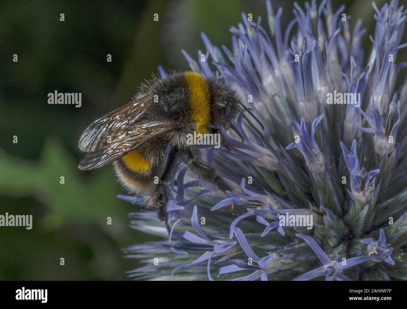 buff-tailed Bumble bee, Bombus terrestris visiting Globe Thistle ...