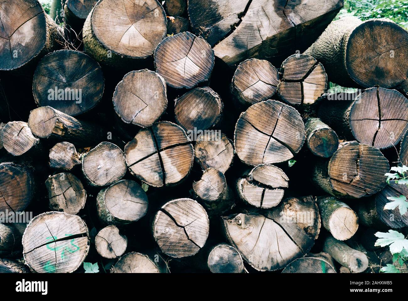 Cut tree log pattern hi-res stock photography and images - Alamy