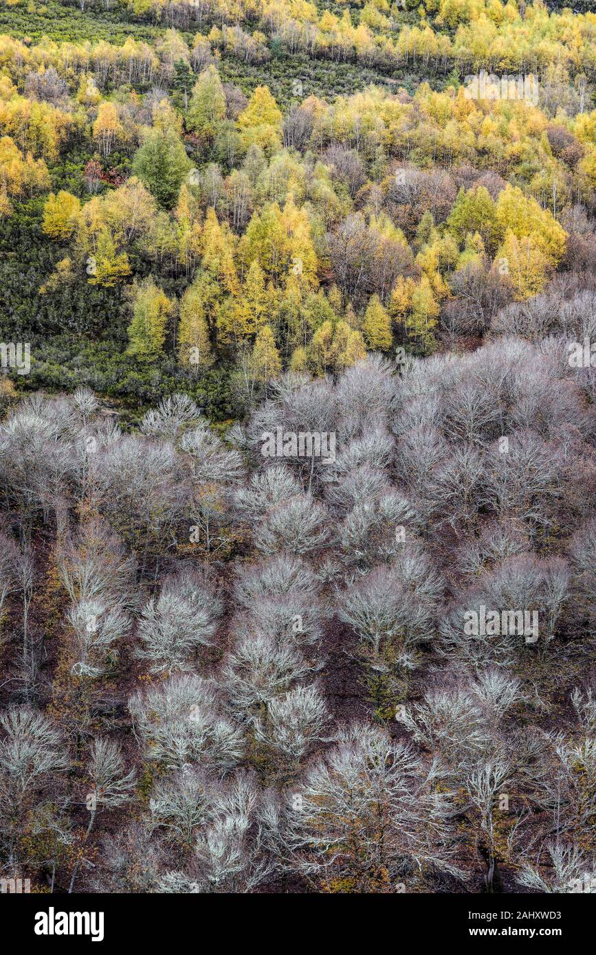 Two stages in the seasonality of forests of different tree species, one ...