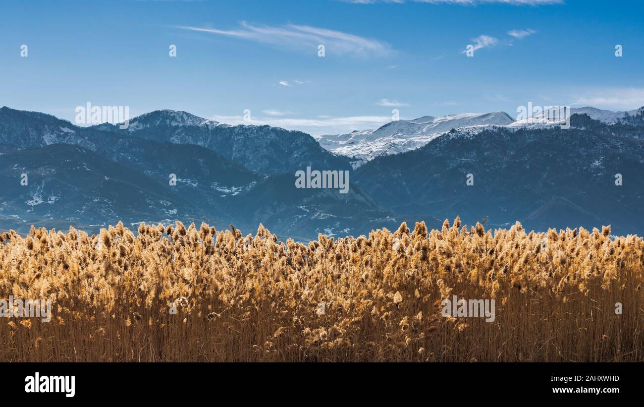 Season thicket wild nature hi-res stock photography and images - Alamy